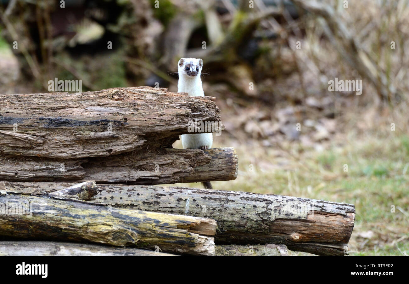 Similar to marten hi-res stock photography and images - Alamy