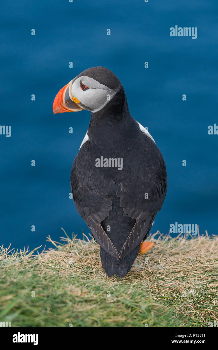 National bird of the faroe islands hi-res stock photography and images ...