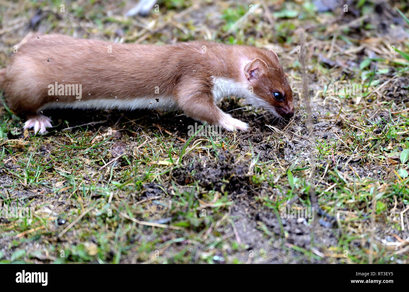 Spring doggy hi-res stock photography and images - Alamy