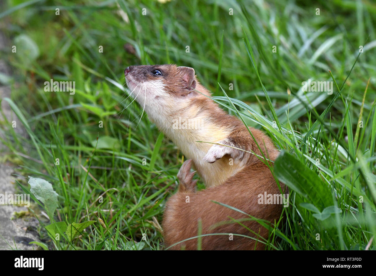 Local predator, endemic animal, agile robber, big weasel, ermine on ...