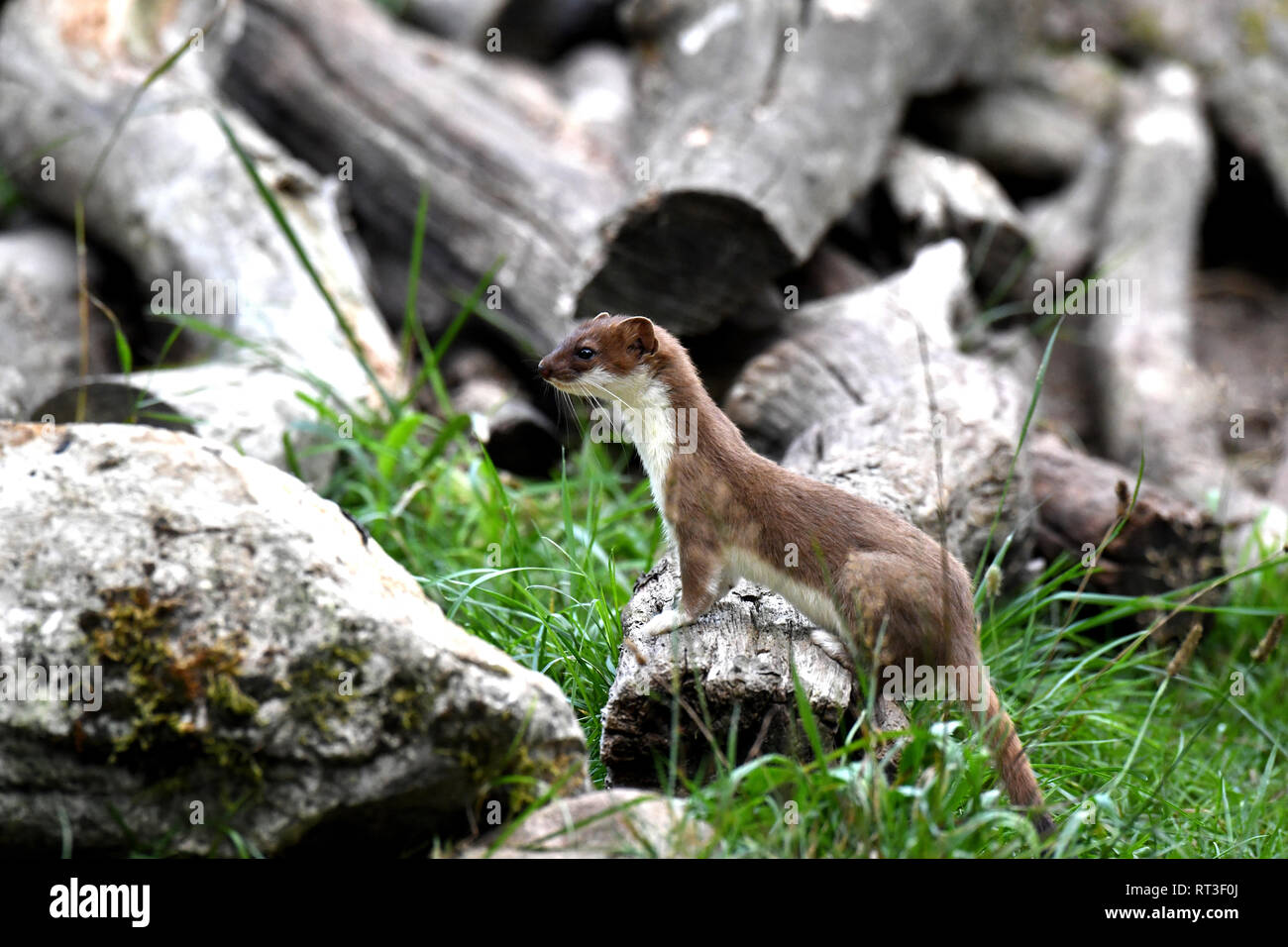 Local predator, endemic animal, agile robber, big weasel, ermine on ...