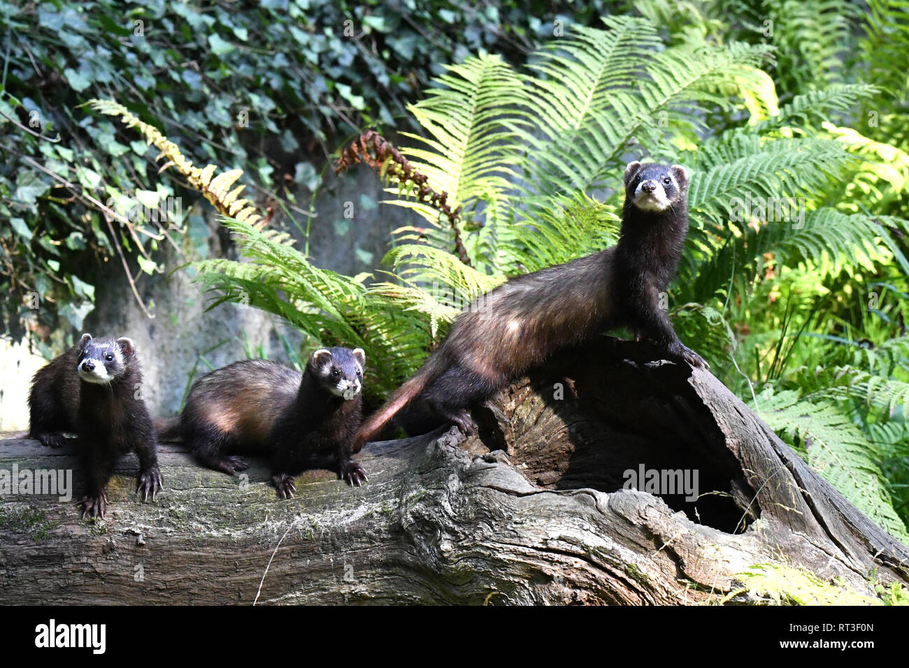 Noble fur, local predator, European polecat, Quickly, Secretly, polecat ...