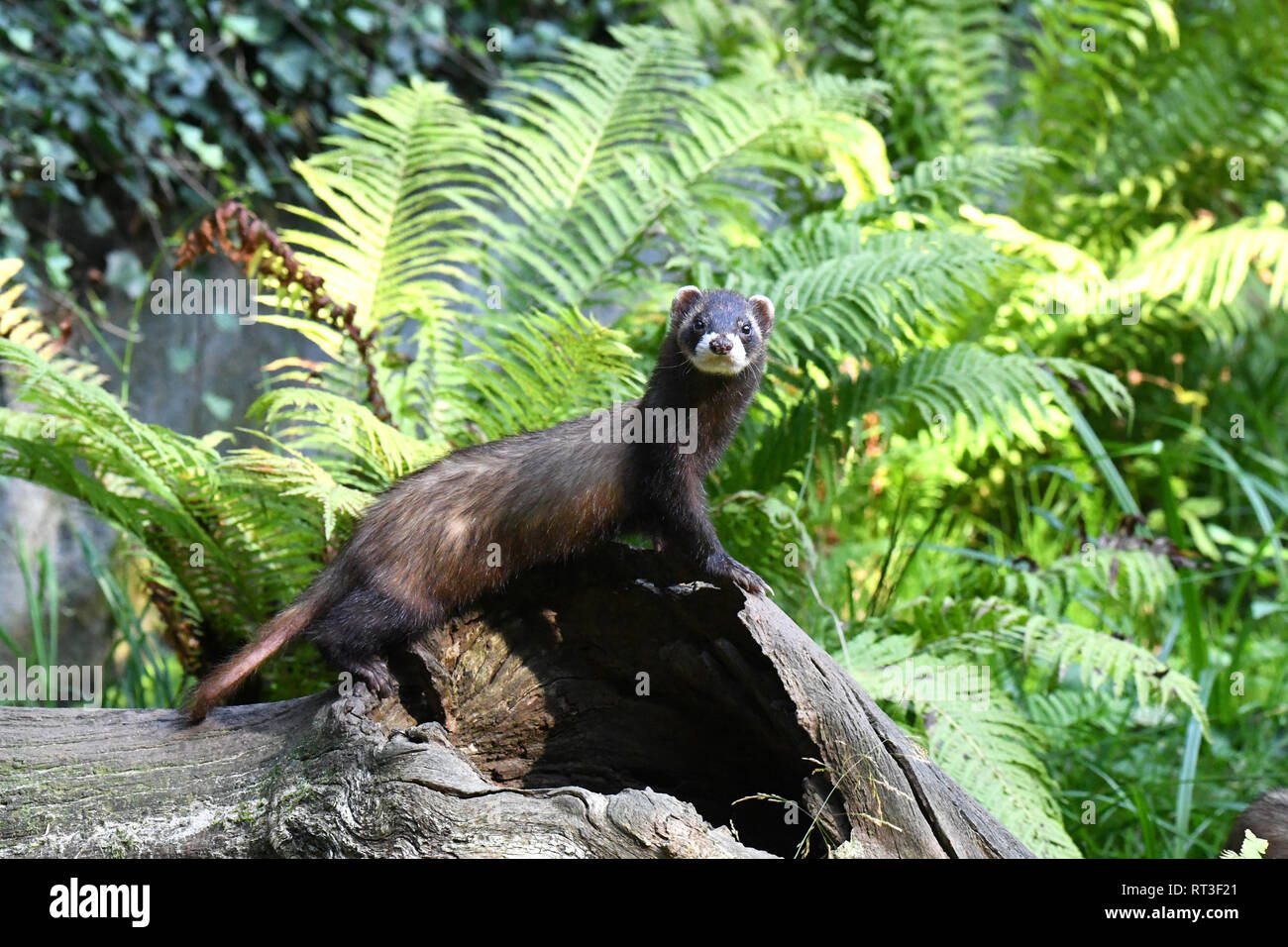 Polecat in the midsummer hi-res stock photography and images - Alamy