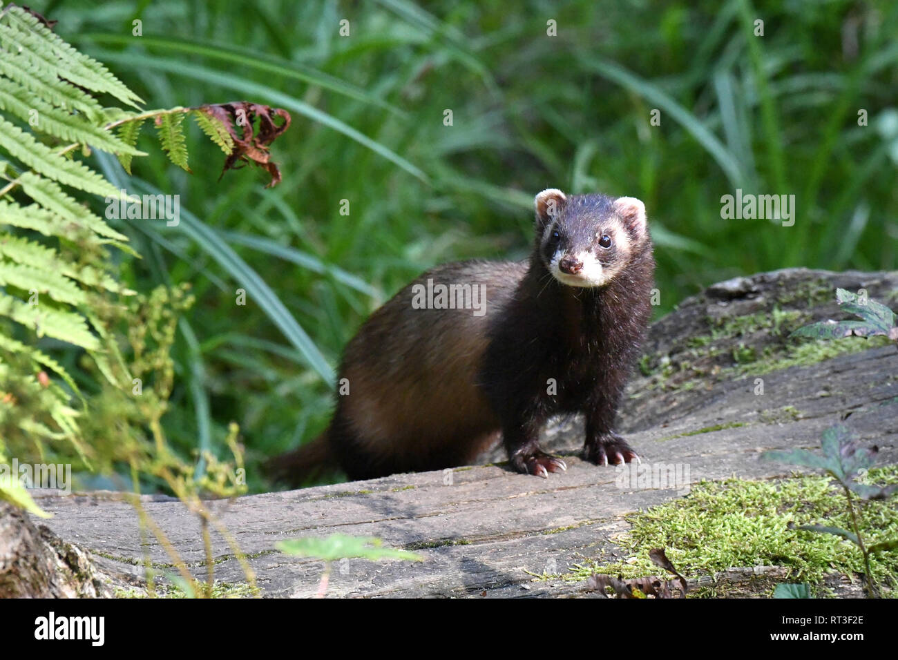 Noble fur, local predator, European polecat, Quickly, Secretly, polecat ...