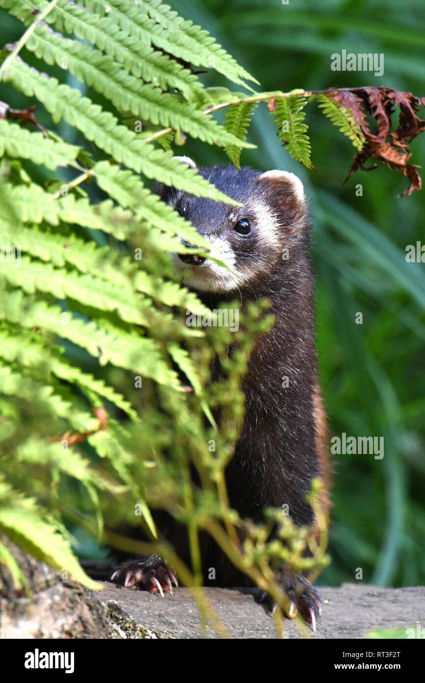 Polecat in the midsummer hi-res stock photography and images - Alamy