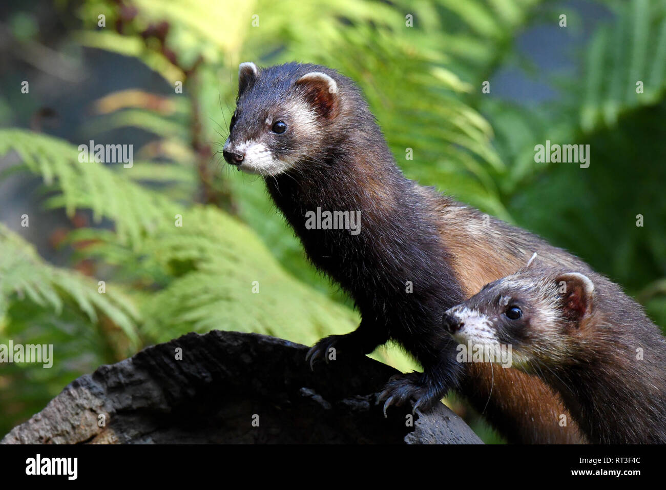 Noble fur, local predator, European polecat, Quickly, Secretly, polecat ...