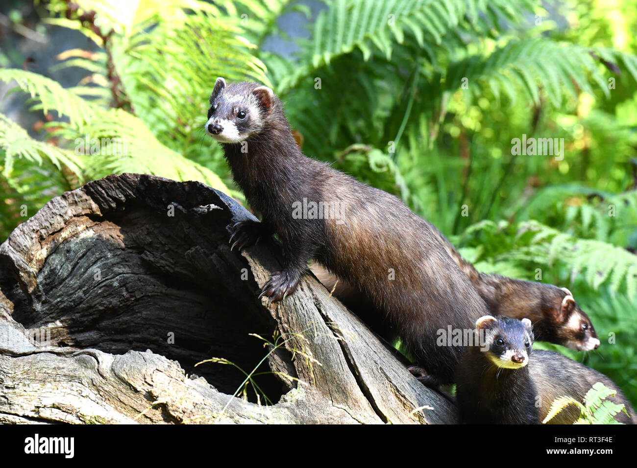 Noble fur, local predator, European polecat, Quickly, Secretly, polecat ...