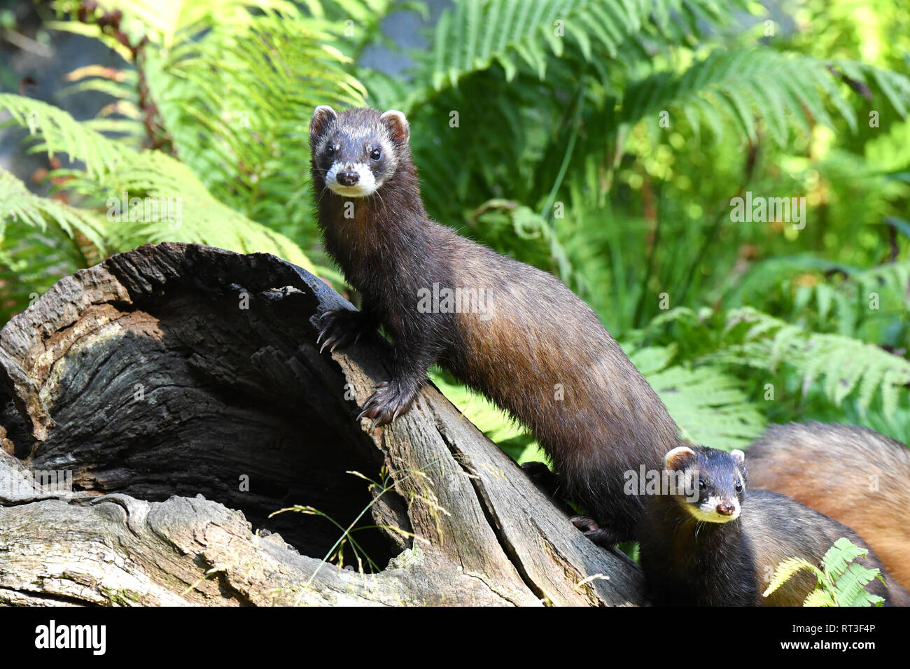 Noble fur, local predator, European polecat, Quickly, Secretly, polecat ...