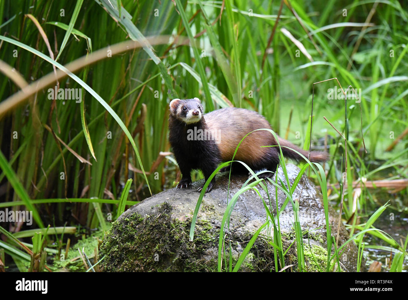Noble fur, local predator, European polecat, Quickly, Secretly, polecat ...