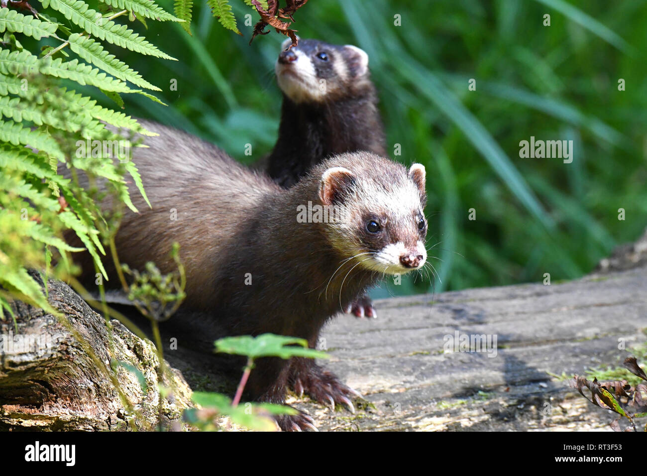 Polecat in the midsummer hi-res stock photography and images - Alamy
