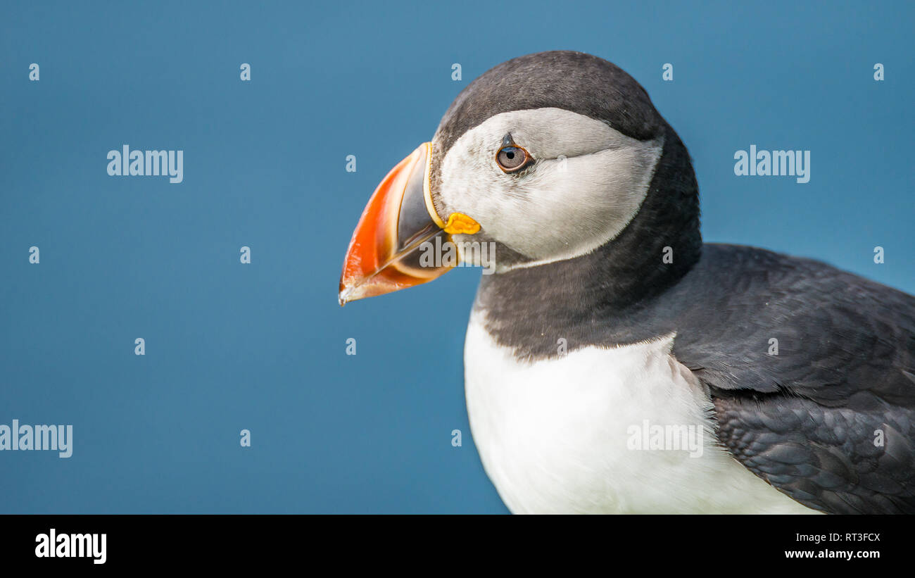 National bird of the faroe islands hi-res stock photography and images ...