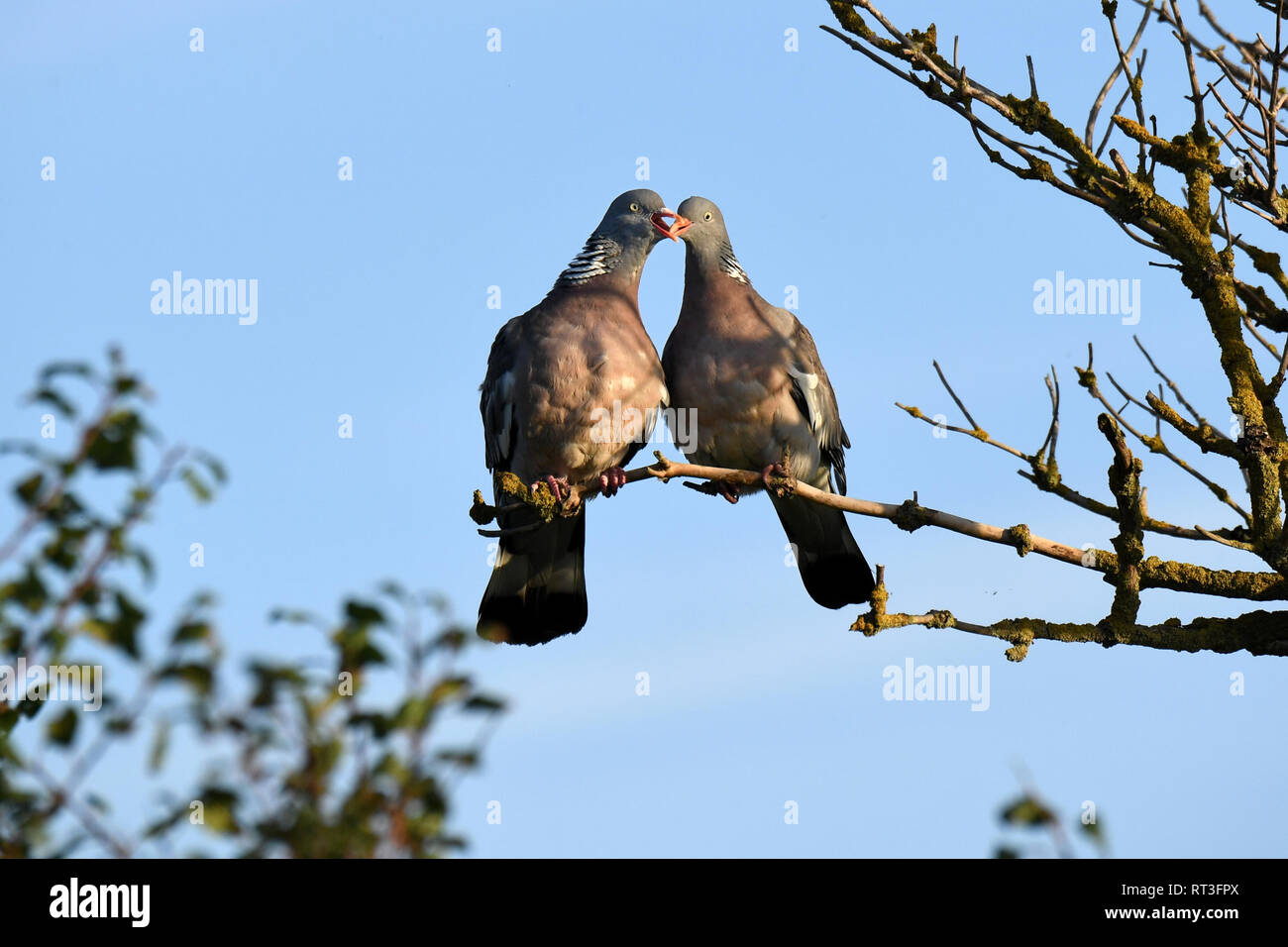 Columba palumbus, field pigeon, field pigeons, feeding ringlet pigeons ...
