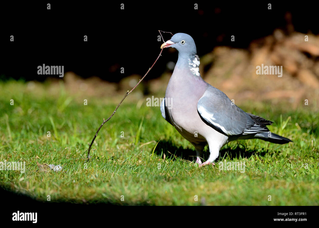 Columba palumbus, field pigeon, field pigeons, ringlet pigeon, ringlet ...