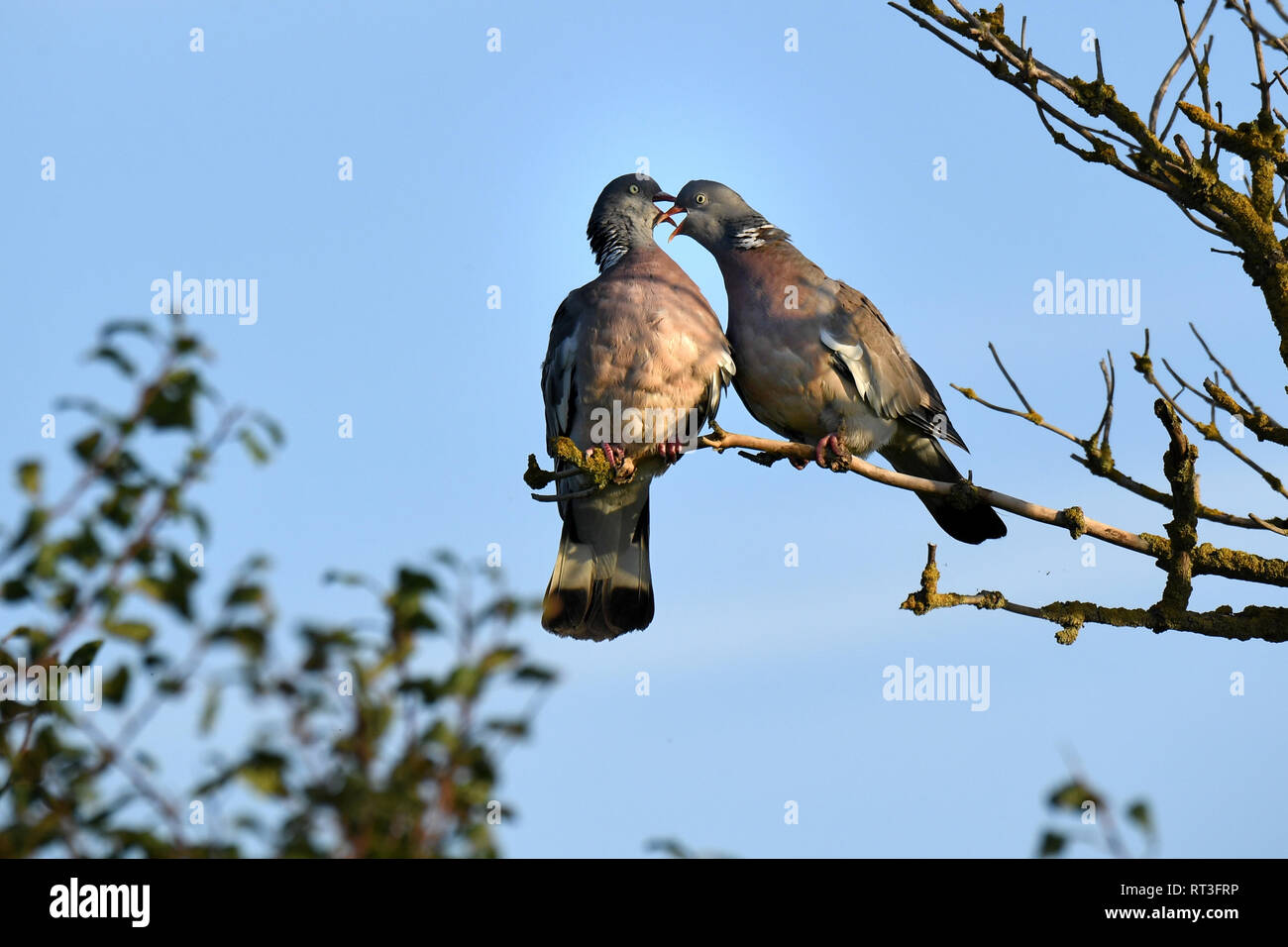 Columba palumbus, field pigeon, field pigeons, feeding ringlet pigeons ...