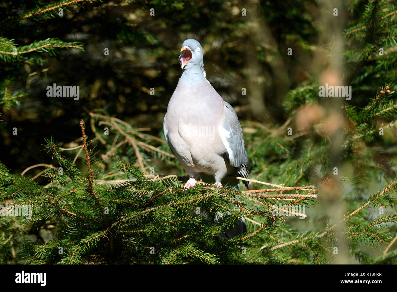 Columba palumbus, field pigeon, field pigeons, ringlet pigeon, ringlet ...