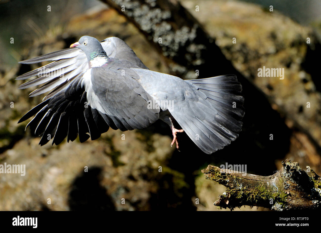 Columba palumbus, field pigeon, field pigeons, ringlet pigeon, ringlet ...
