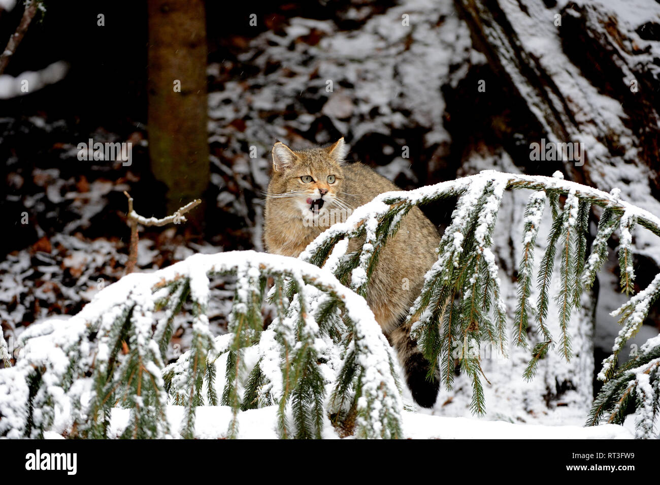 Felis silvestris, cat, cats, small cats, predator, predators, predatory ...