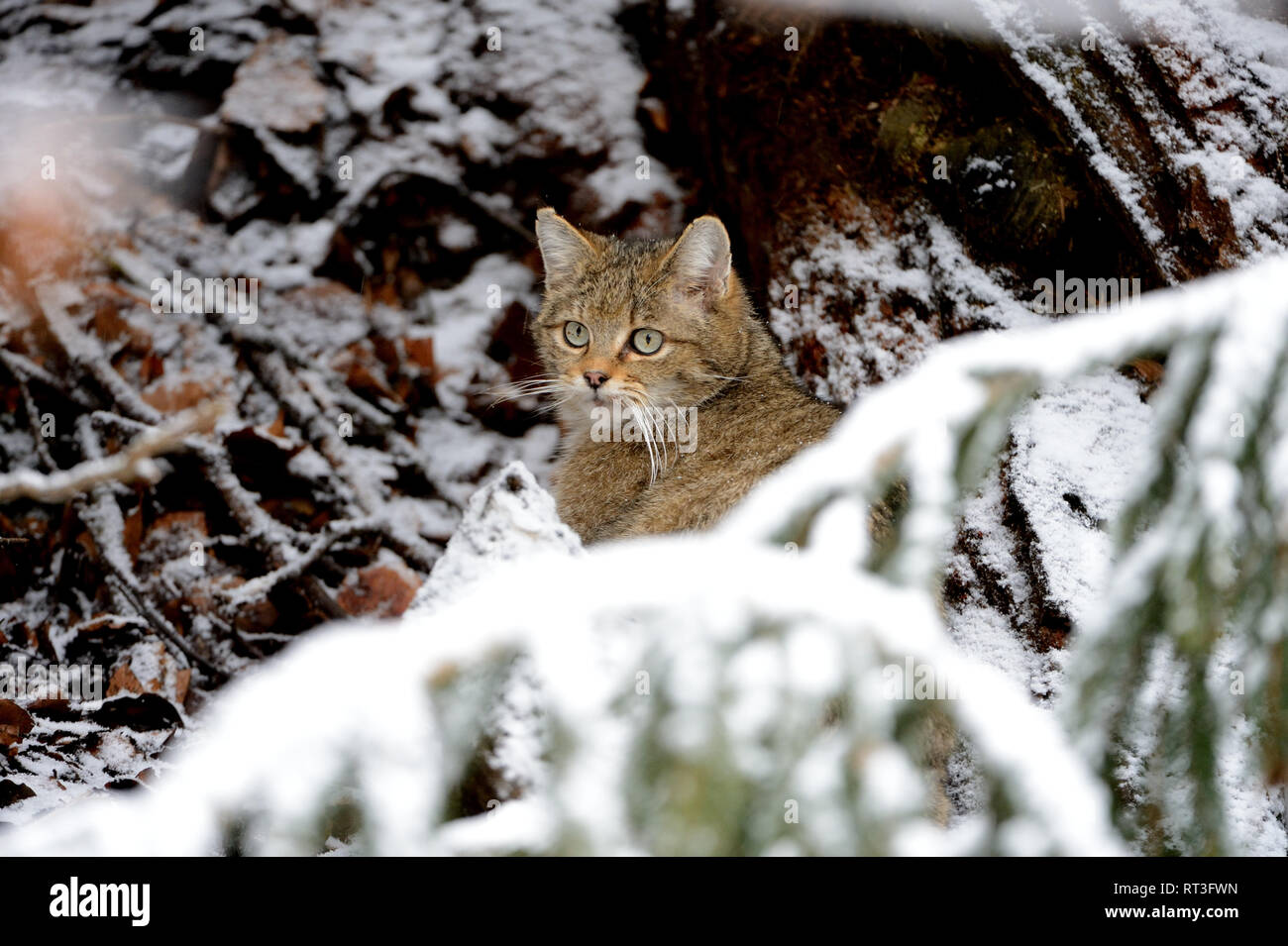 Felis silvestris, cat, cats, small cats, predator, predators, predatory ...