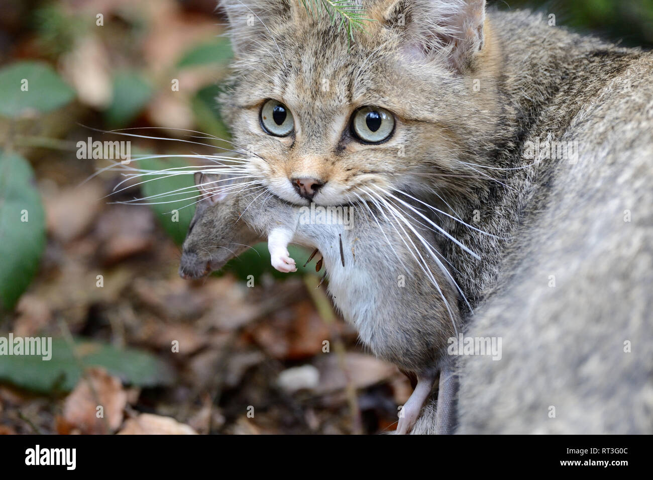 Predatory animals hi-res stock photography and images - Alamy