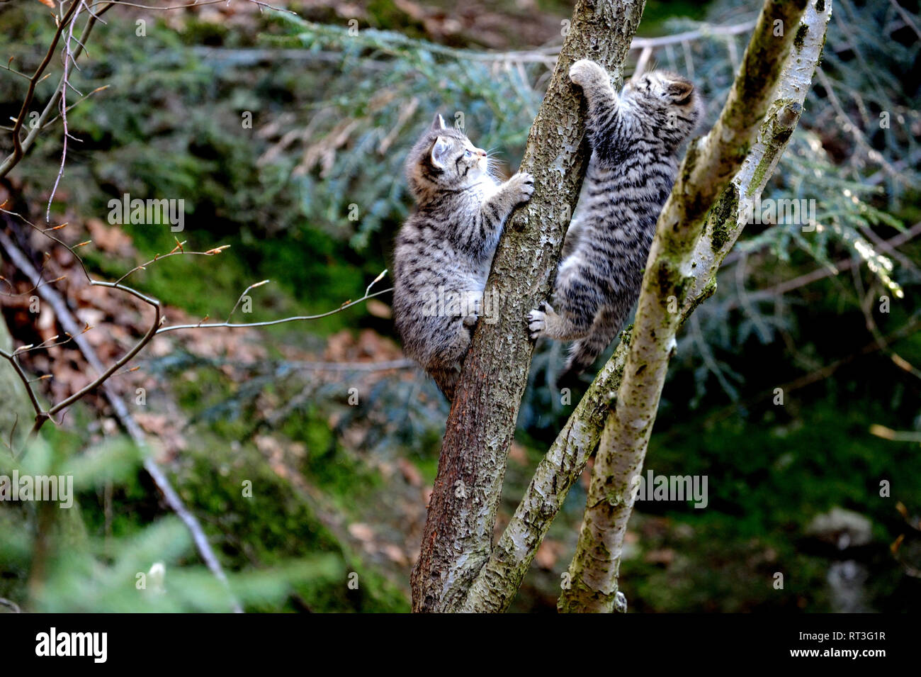 Local animals, Endemically, Felis silvestris, young wildcats, cat, cats ...