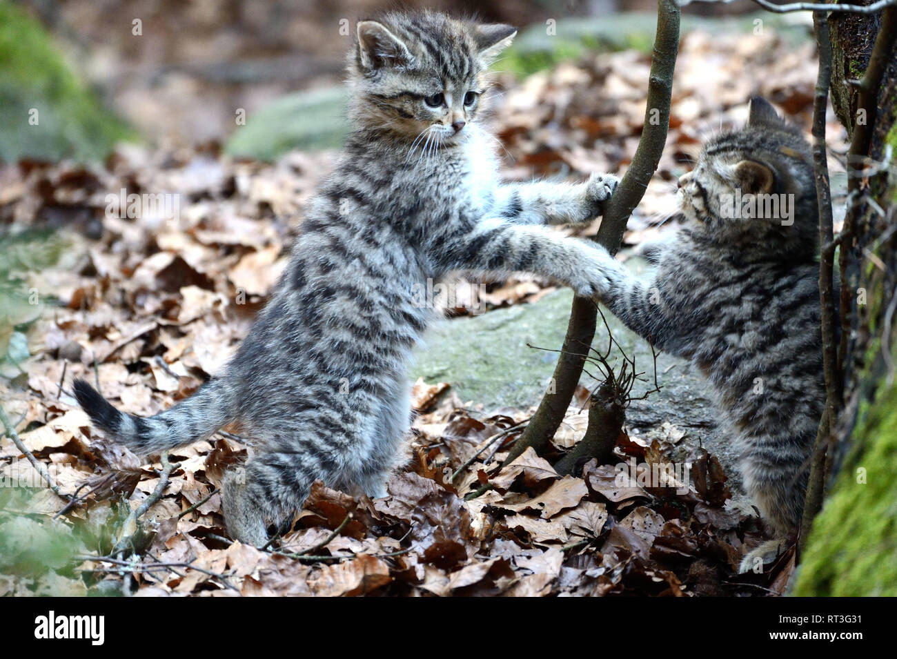 Local animals, Endemically, Felis silvestris, young wildcats, cat, cats ...
