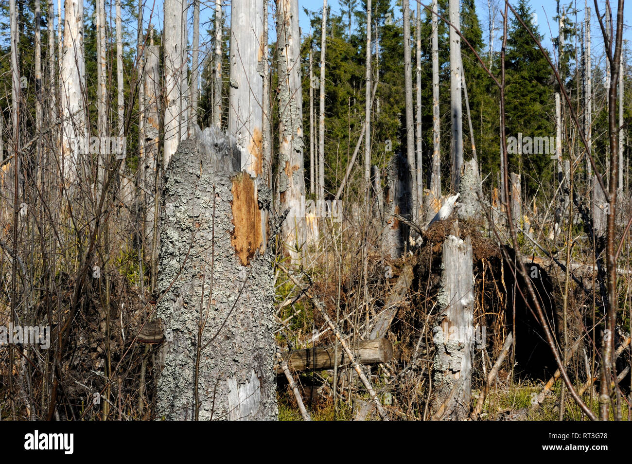 Tree illness, bark beetle, spruces, pest, wood, infestation, illness ...