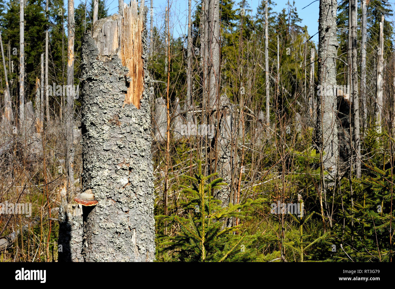 Tree illness, bark beetle, spruces, pest, wood, infestation, illness ...