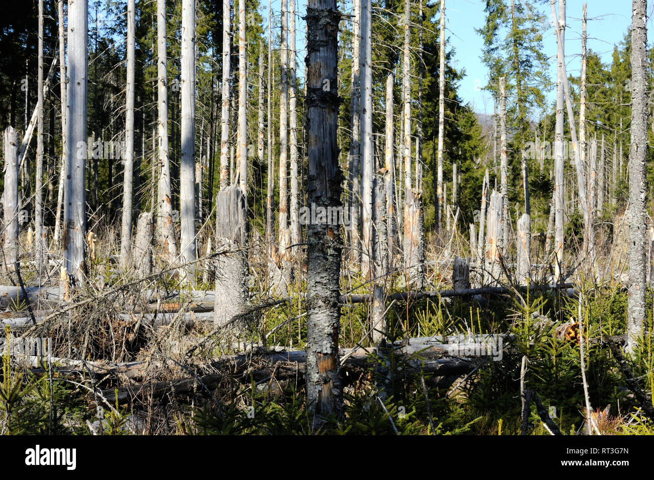 Tree illness, bark beetle, spruces, pest, wood, infestation, illness ...
