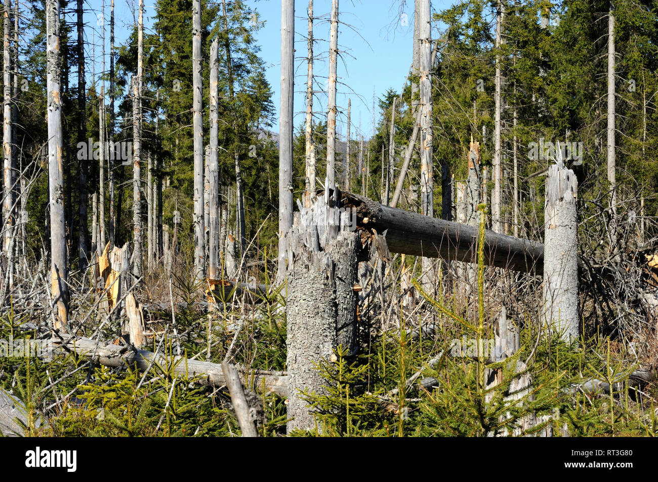 Tree illness, bark beetle, spruces, pest, wood, infestation, illness ...