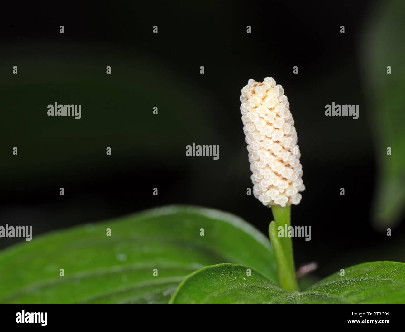 Closeup White Flower Buds Isolated on Nature Background Stock Photo - Alamy