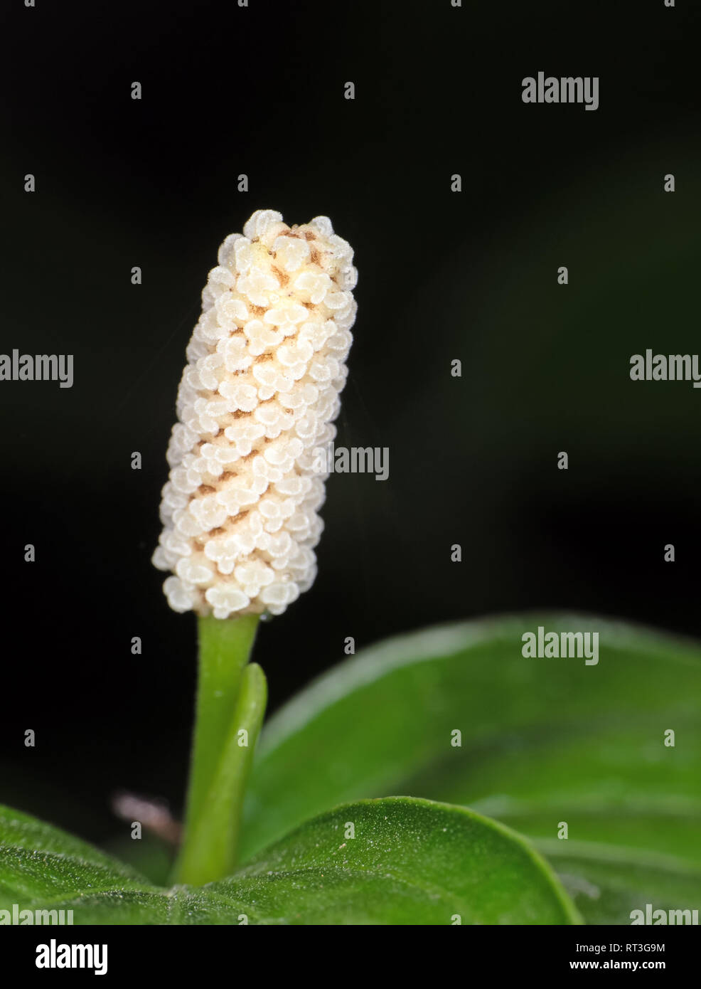 Closeup White Flower Buds Isolated on Nature Background Stock Photo - Alamy