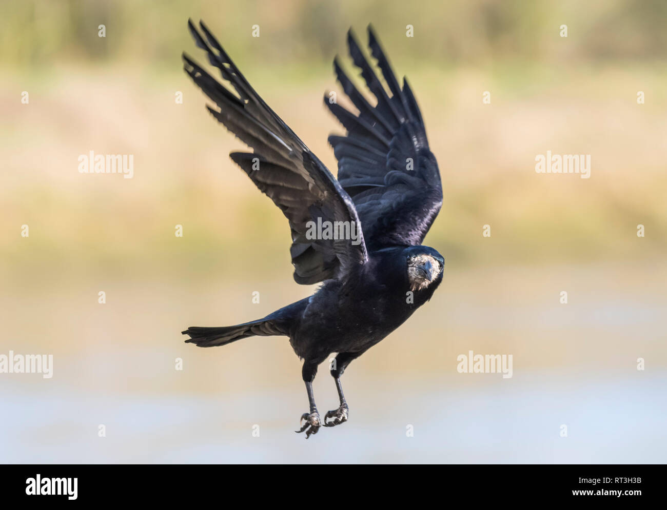 Adult Rook (Corvus frugilegus) flying while looking round with wings up ...