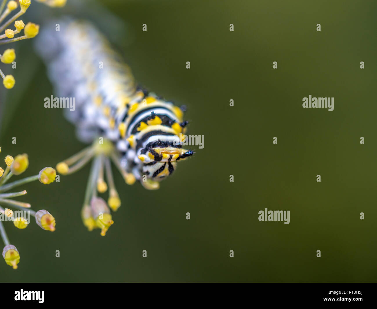 Baby monarch butterfly hi-res stock photography and images - Alamy