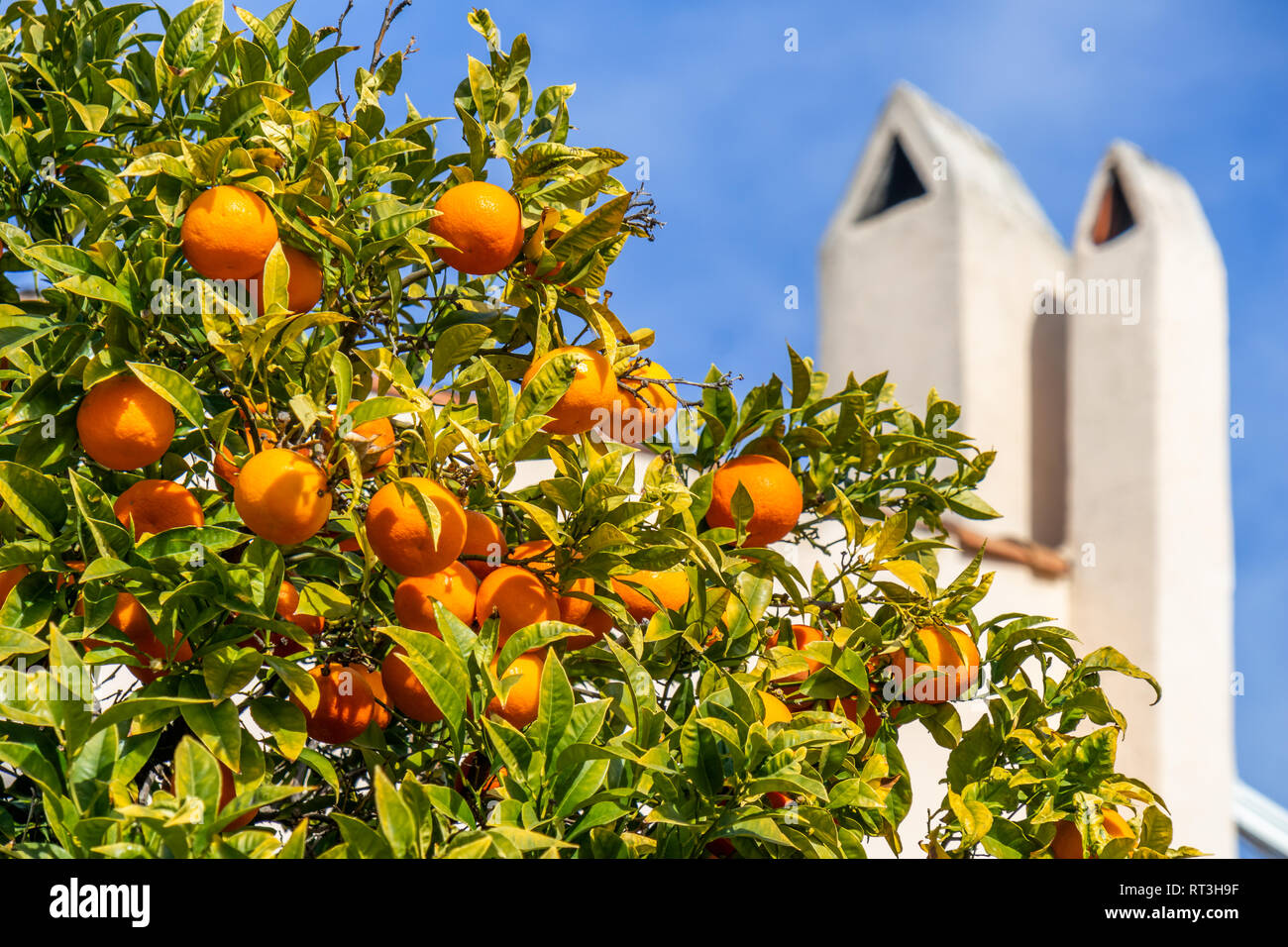 Orange tree and modern mediterranean chimney Stock Photo - Alamy