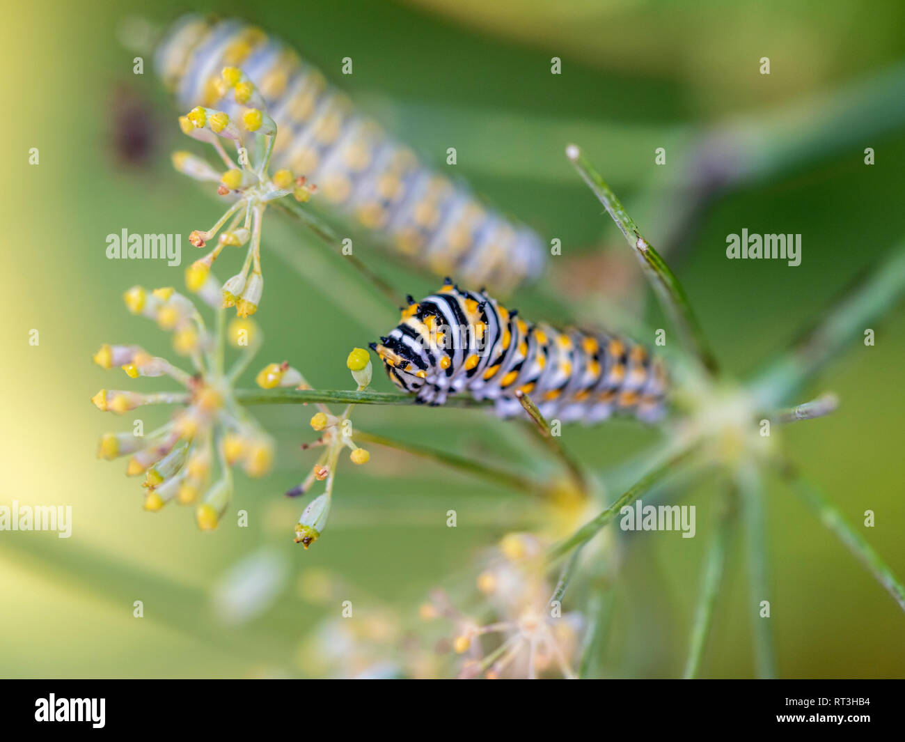 Caterpillar of Monarch butterfly in late summer Stock Photo - Alamy