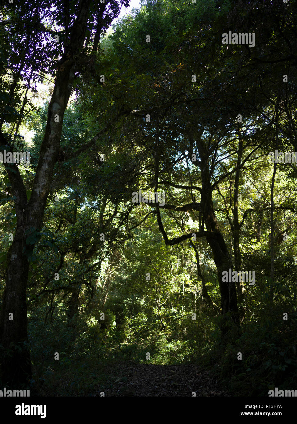 Forest, Gyalshing, West Sikkim, Sikkim, India Stock Photo - Alamy