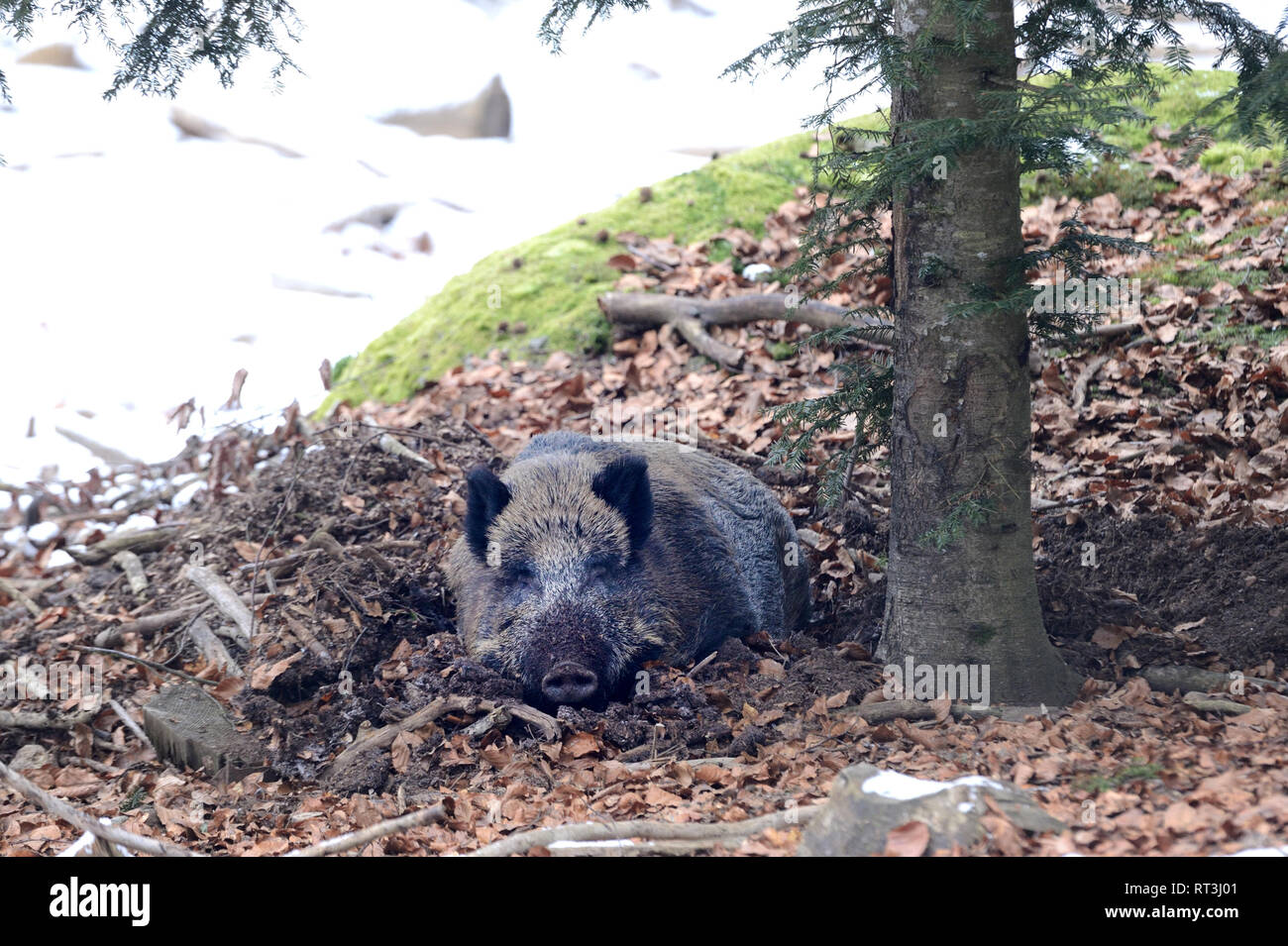 Pigs, real pigs, cloven-hoofed animals, sow, making a mess, making a ...