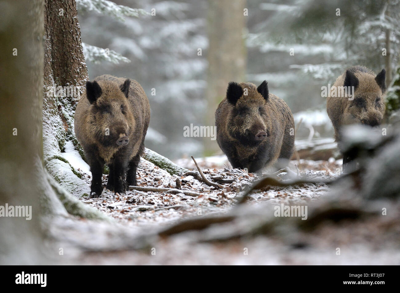 Pigs, real pigs, cloven-hoofed animals, sow, making a mess, making a ...