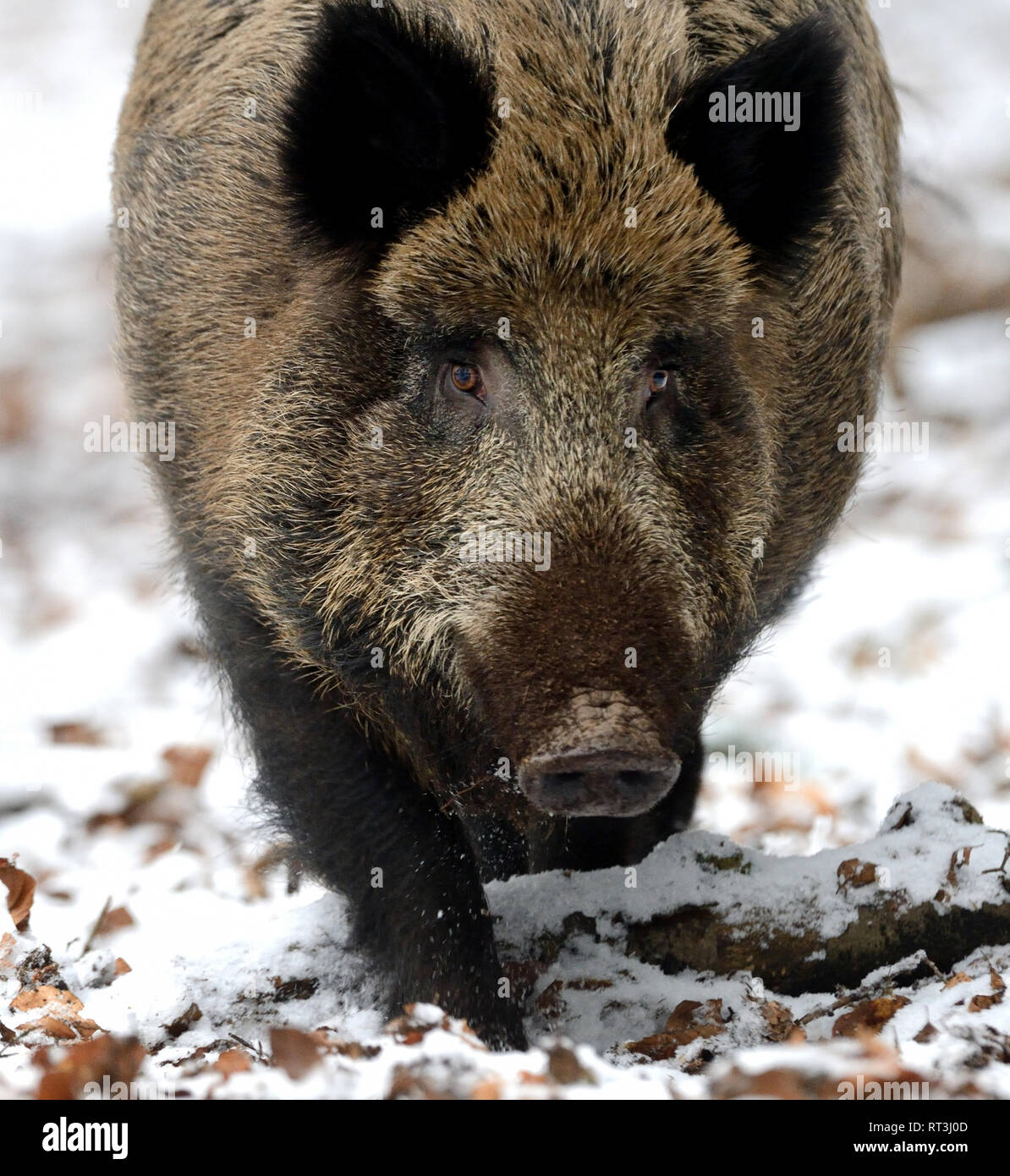 Pigs, real pigs, cloven-hoofed animals, sow, making a mess, making a ...