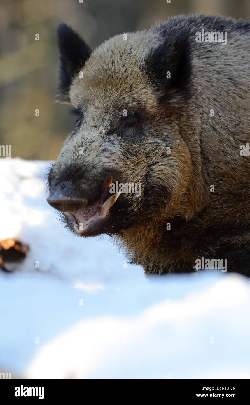 Pigs, real pigs, cloven-hoofed animals, sow, making a mess, making a ...