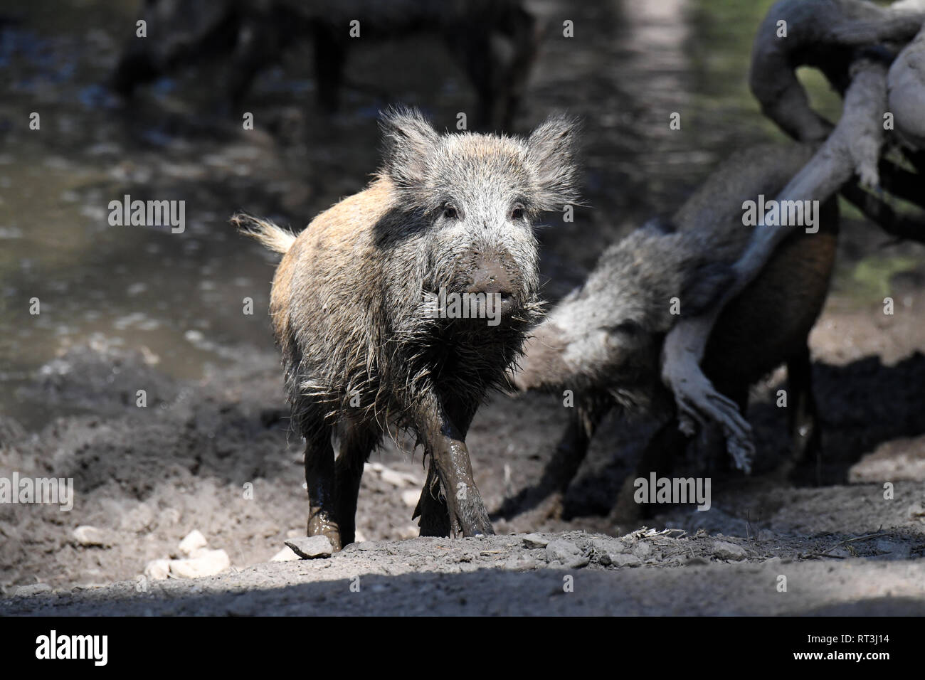 Making a mess in the wallowing hi-res stock photography and images - Alamy