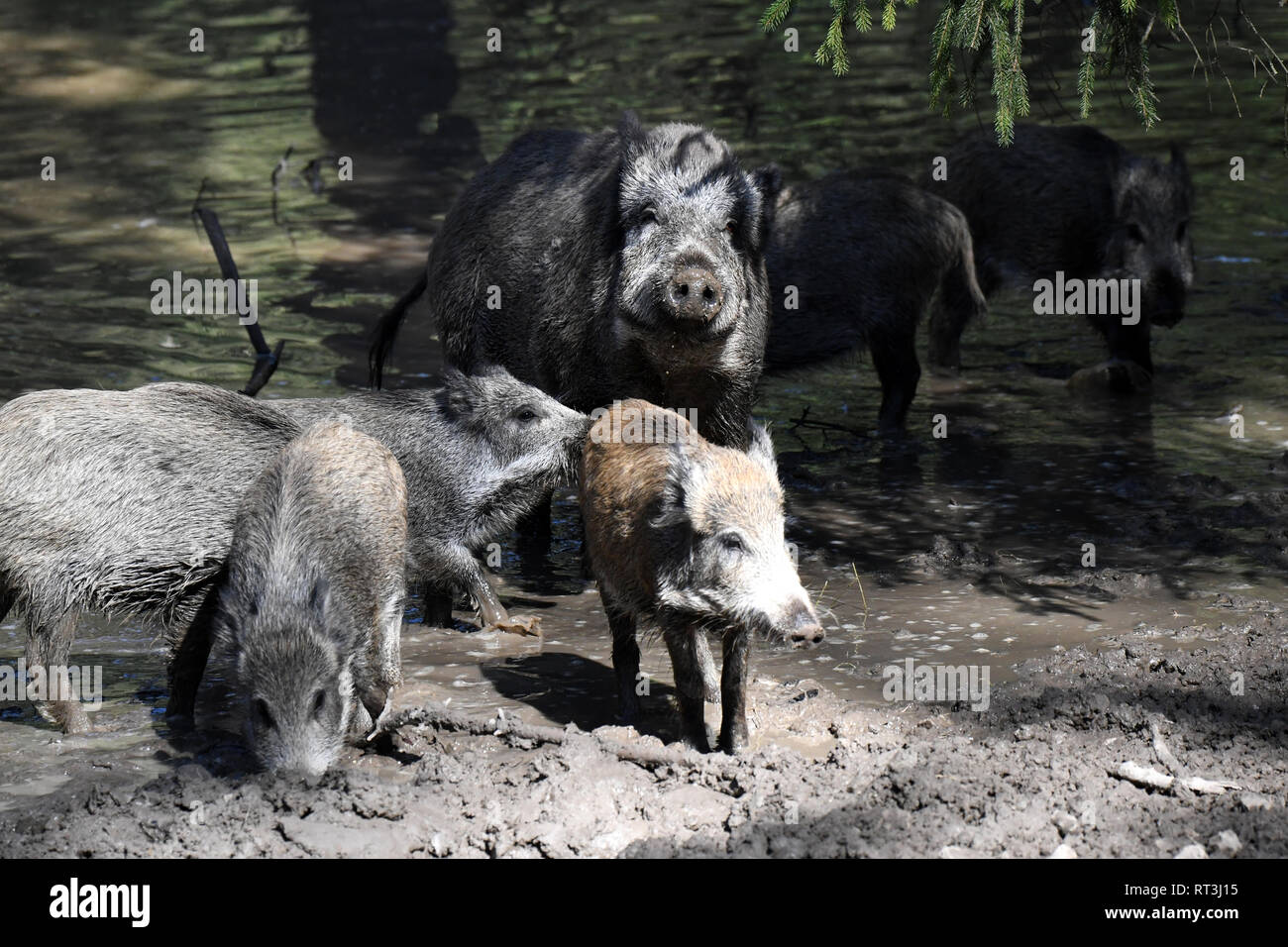 Pigs, real pigs, cloven-hoofed animals, sow, making a mess, making a ...