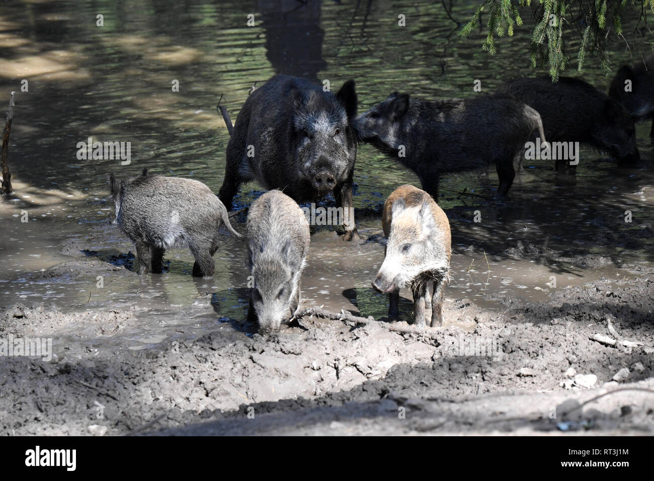 Making a mess in the wallowing hi-res stock photography and images - Alamy