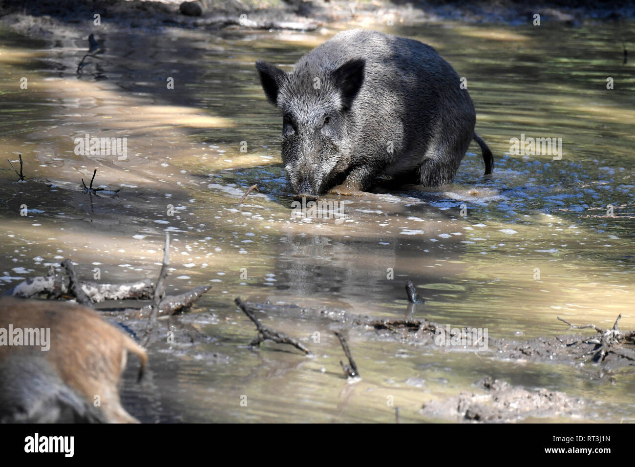 Pigs, real pigs, cloven-hoofed animals, sow, making a mess, making a ...