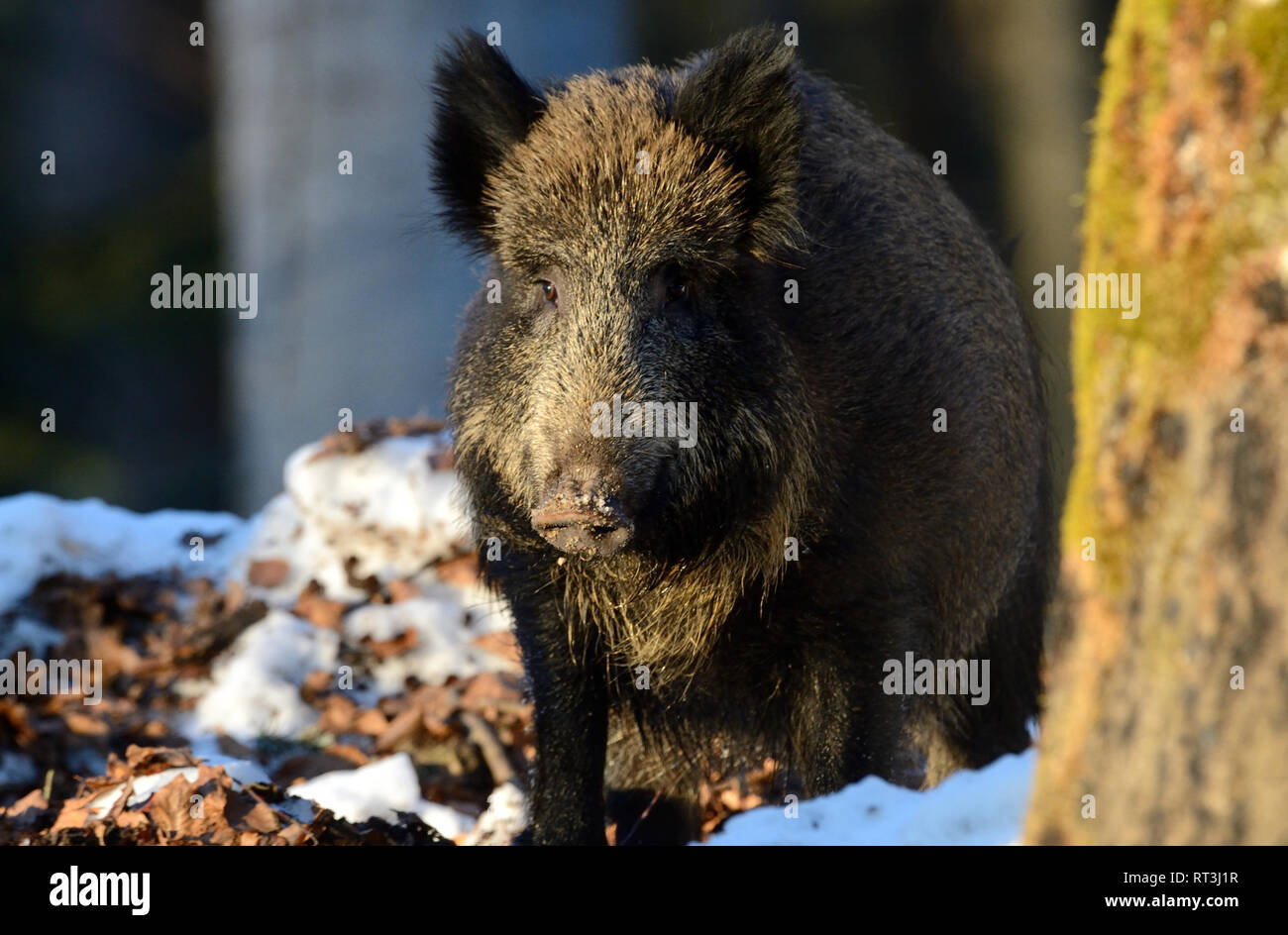 Pigs, real pigs, cloven-hoofed animals, sow, making a mess, making a ...
