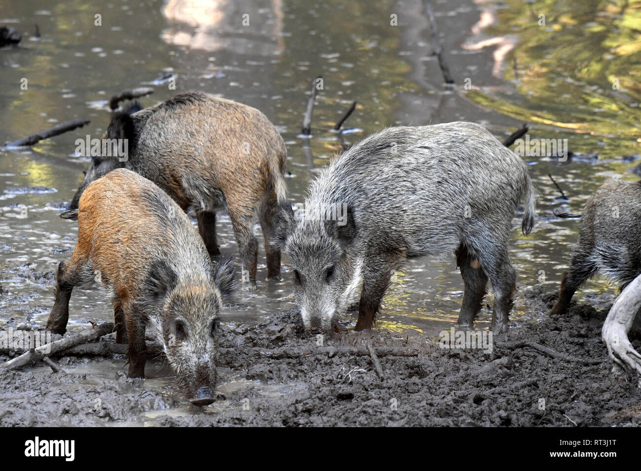 Pigs, real pigs, cloven-hoofed animals, sow, making a mess, making a ...