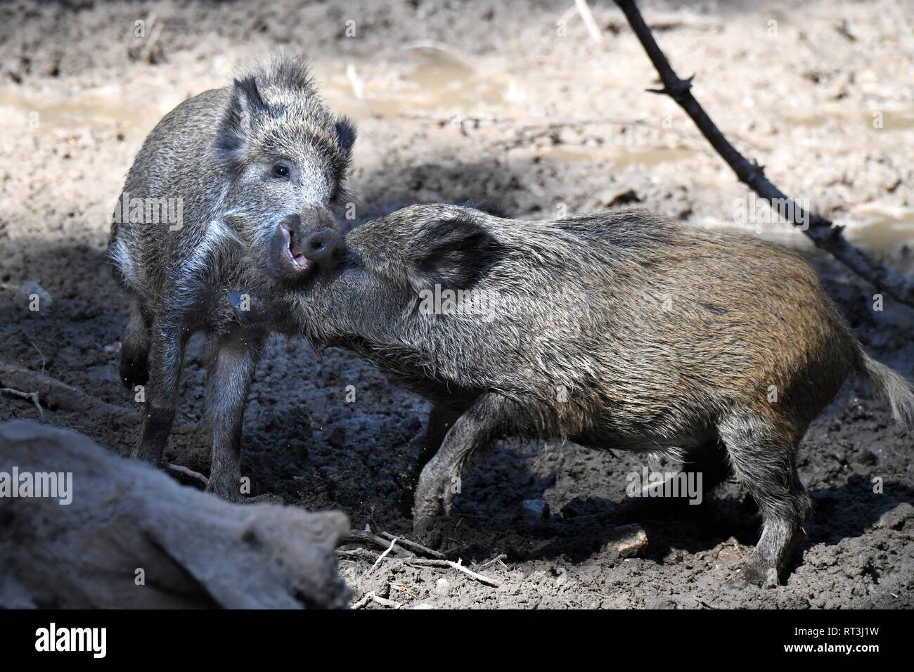 Pigs, real pigs, cloven-hoofed animals, sow, making a mess, making a ...