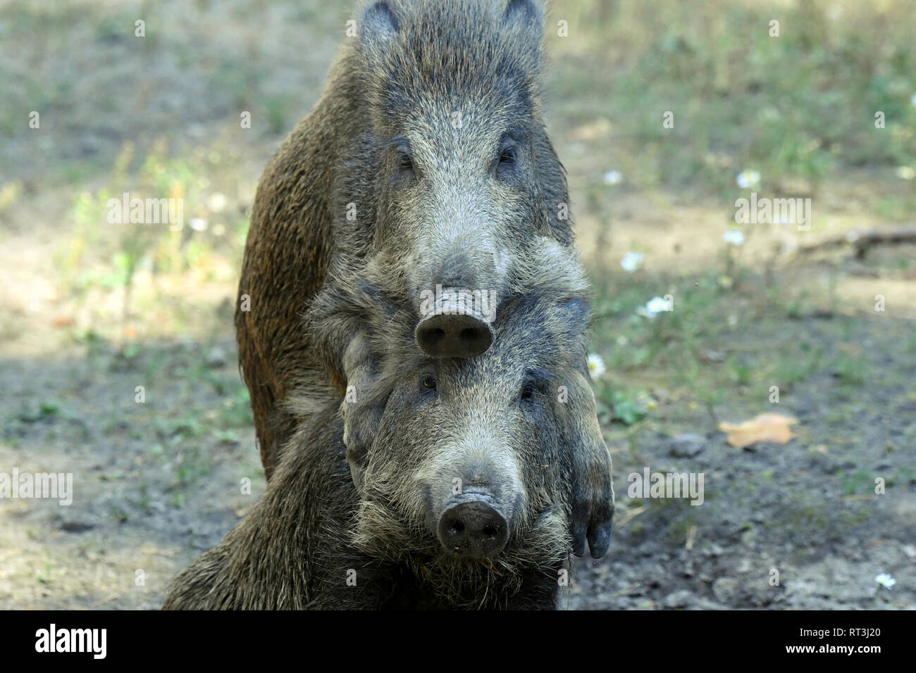 Pigs, real pigs, cloven-hoofed animals, sow, making a mess, making a ...