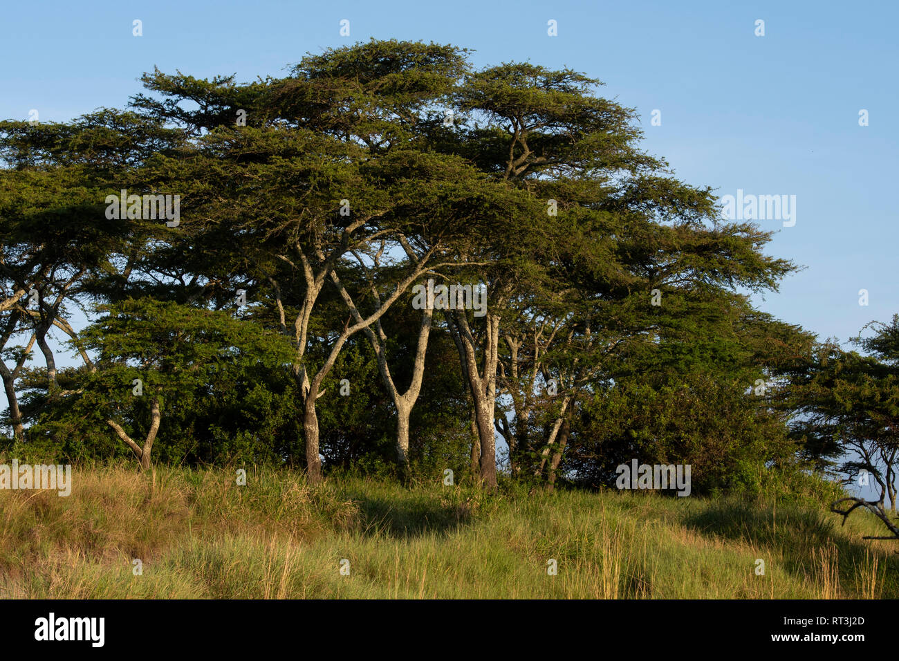 Trees along the Crater Drive, Queen Elizabeth NP, Uganda Stock Photo ...