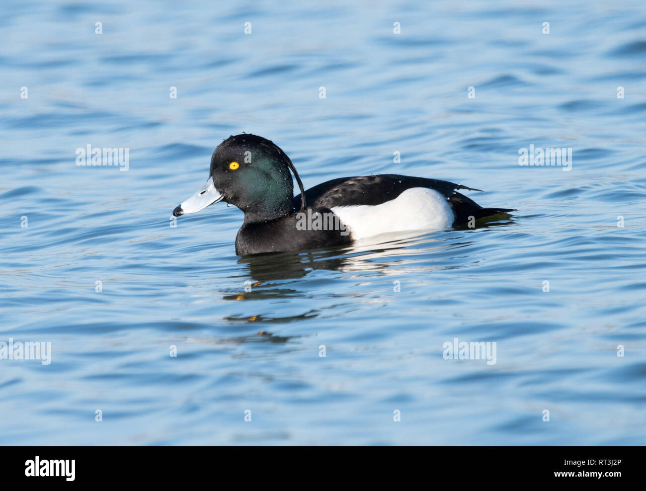 Duck wildlife bird hi-res stock photography and images - Alamy